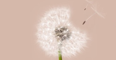 CAPATECT BASIC 186 M