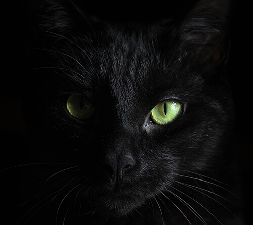 Plongez dans l'univers du noir